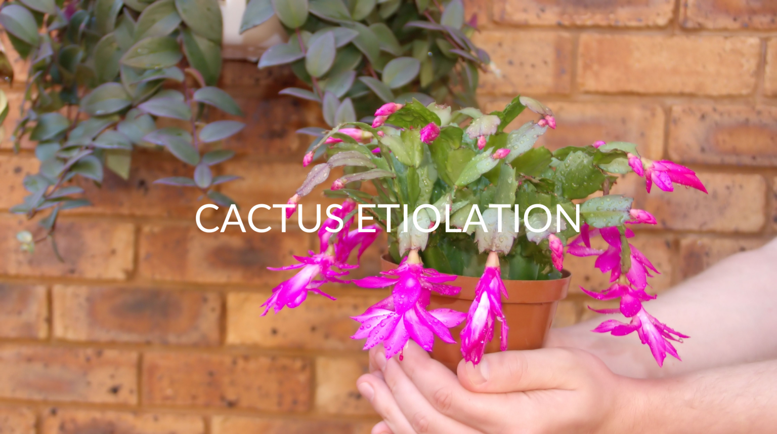 Cactus Etiolation - Soak And Soil